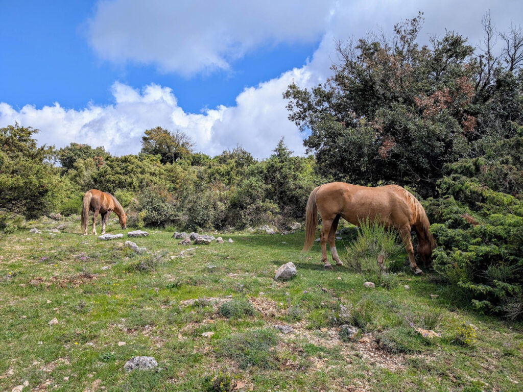 Tour du Mont Chauve à Aspremont : rando splendide près de Nice